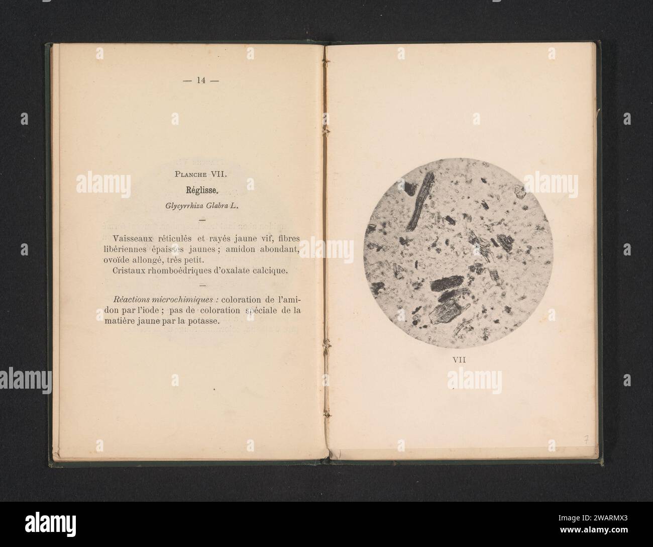 Microscopic representation of licorice, Léon Herlant, c. 1891 - In or ...