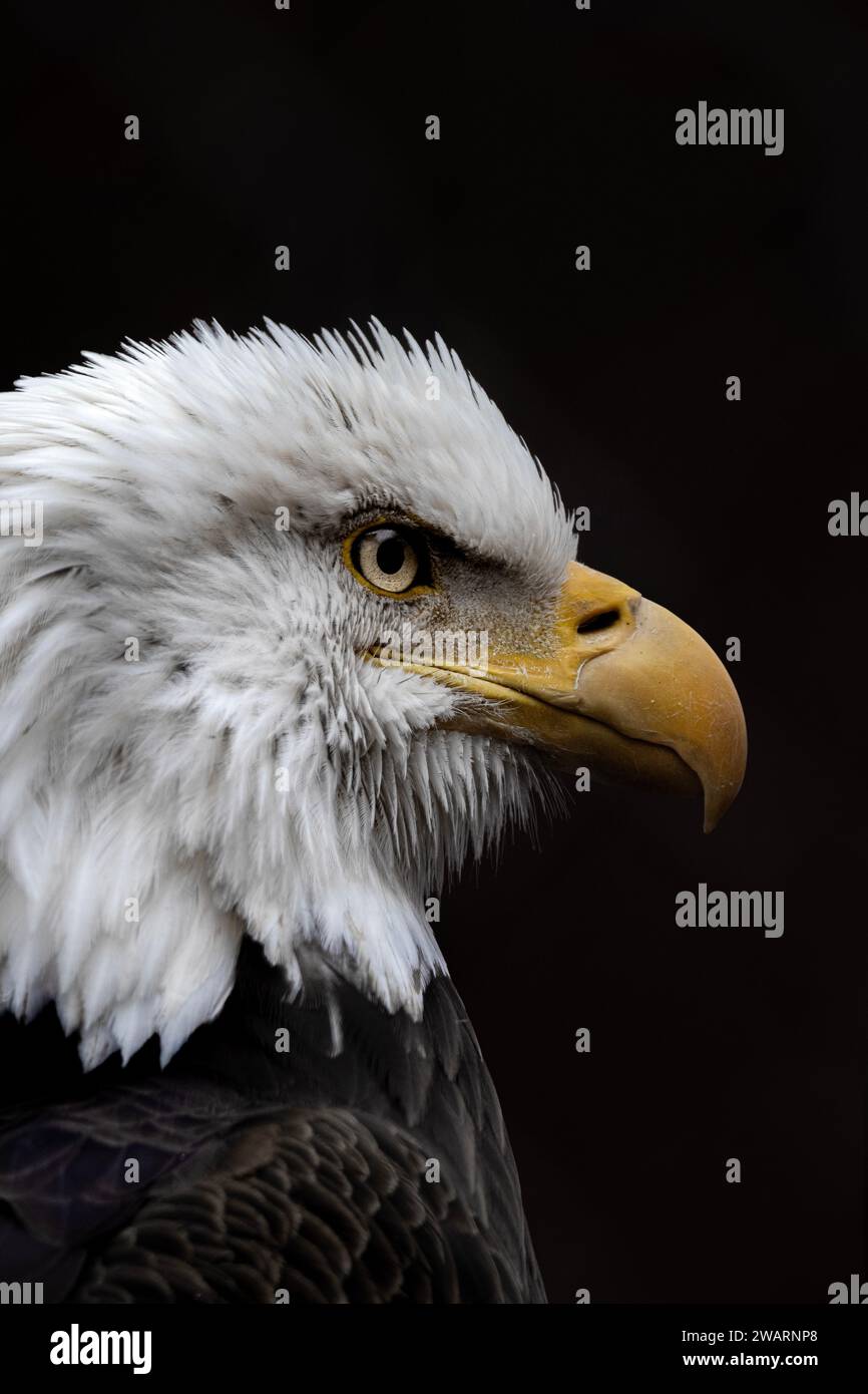 Side profile of a female bald eagle Stock Photo - Alamy