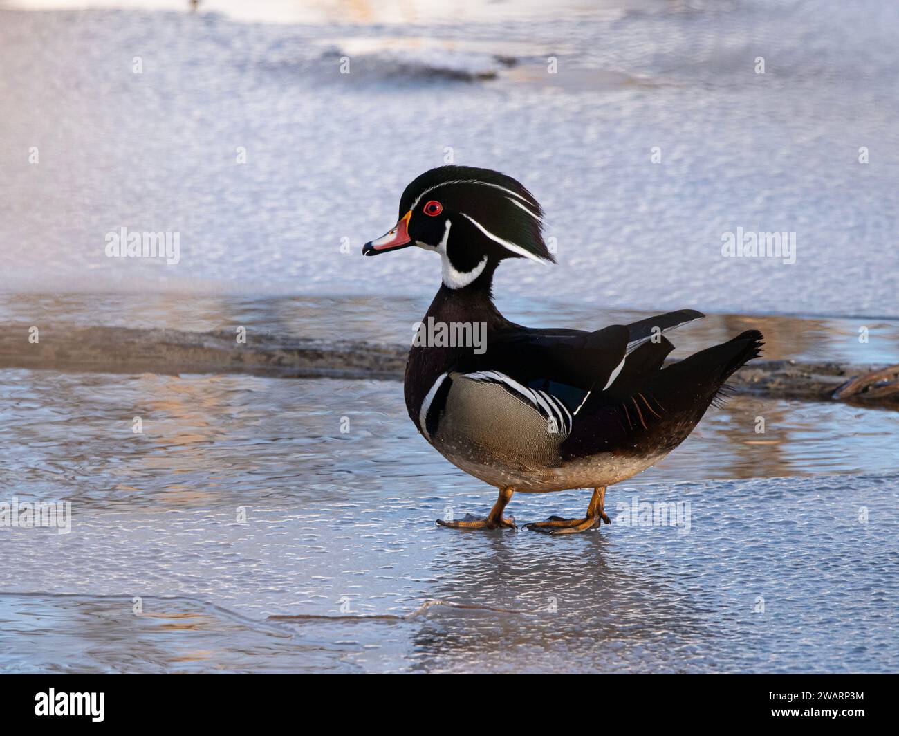 Frozen duck feet hi-res stock photography and images - Alamy