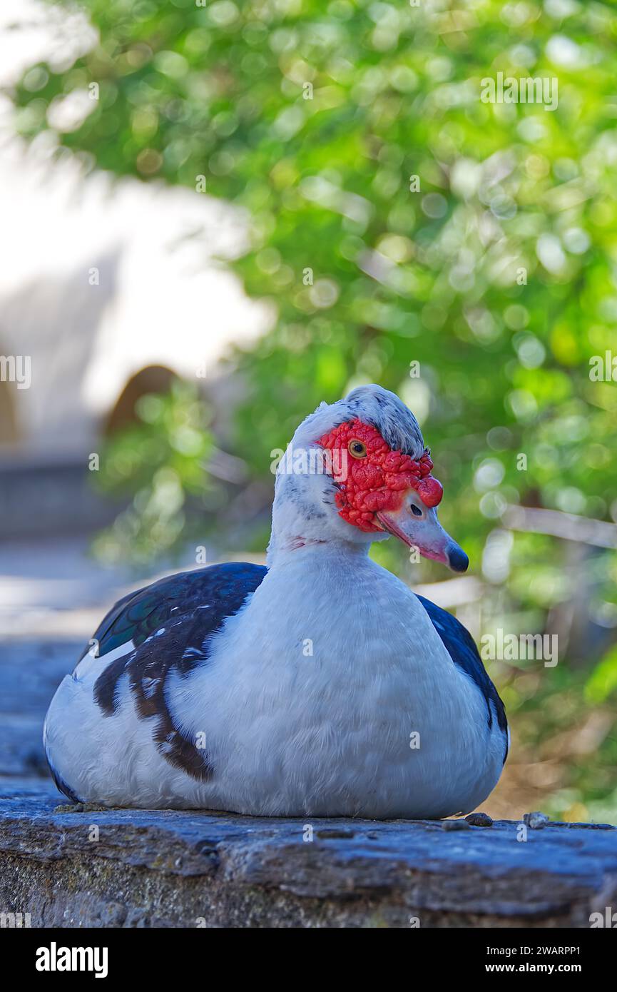 Snood hi-res stock photography and images - Alamy