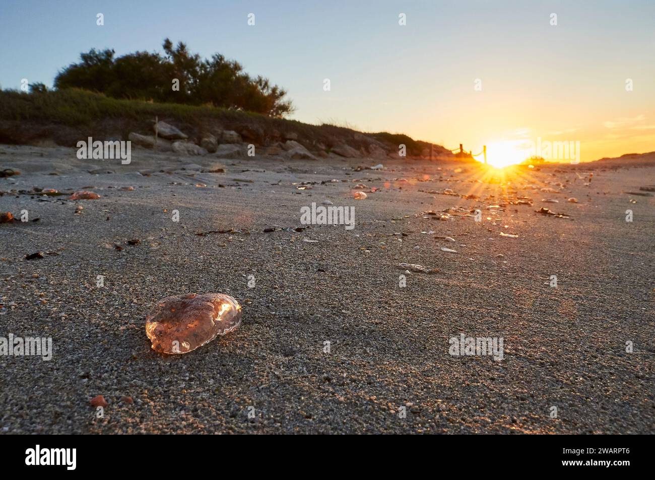 Mauve stinger jellyfish stranded on the shore by the surf in Ses ...
