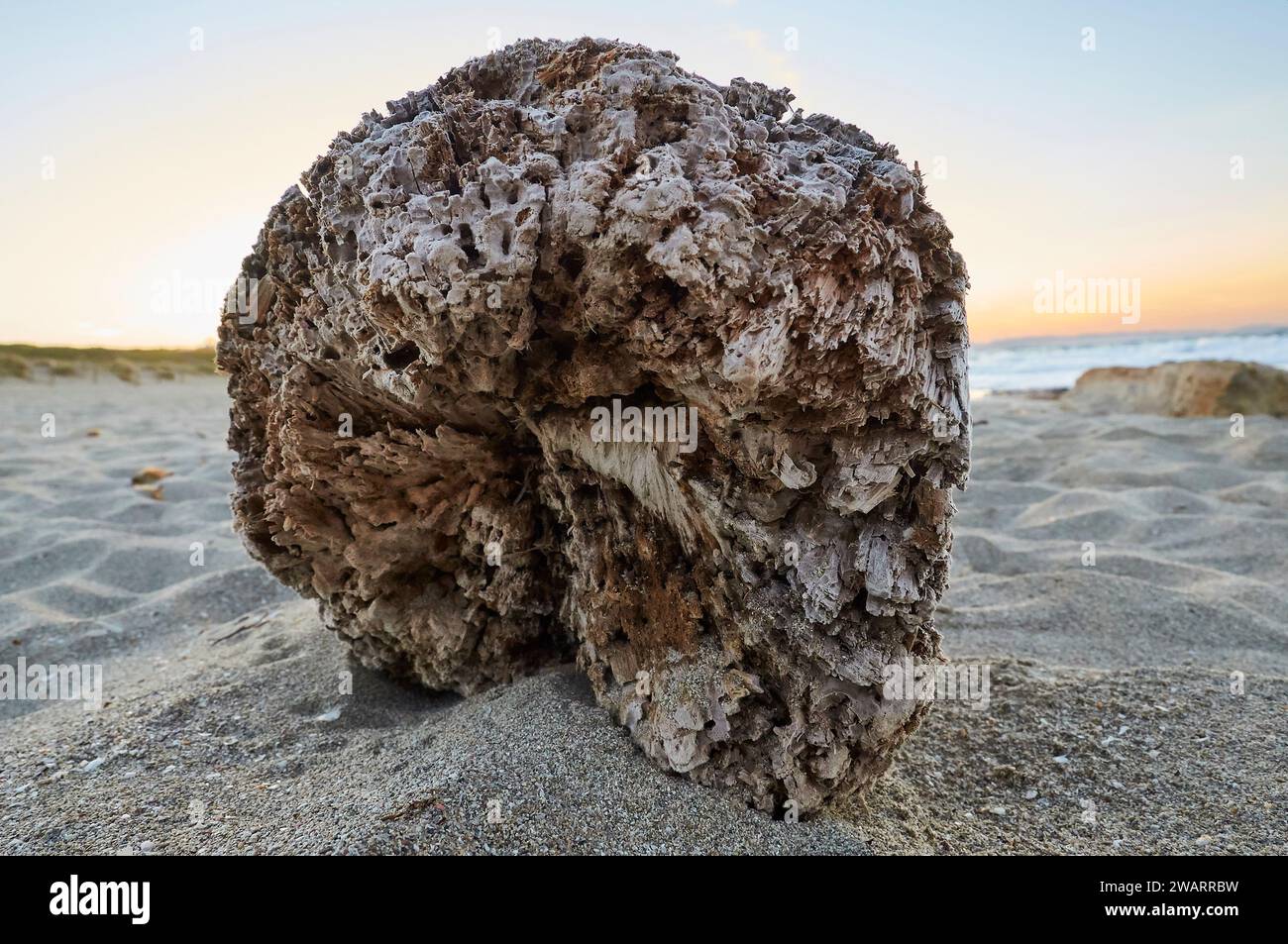Log in the beach hi-res stock photography and images - Alamy