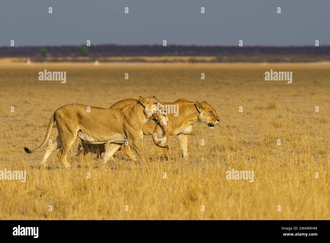 The two majestic lions with a cub walking across a dry, golden plains ...