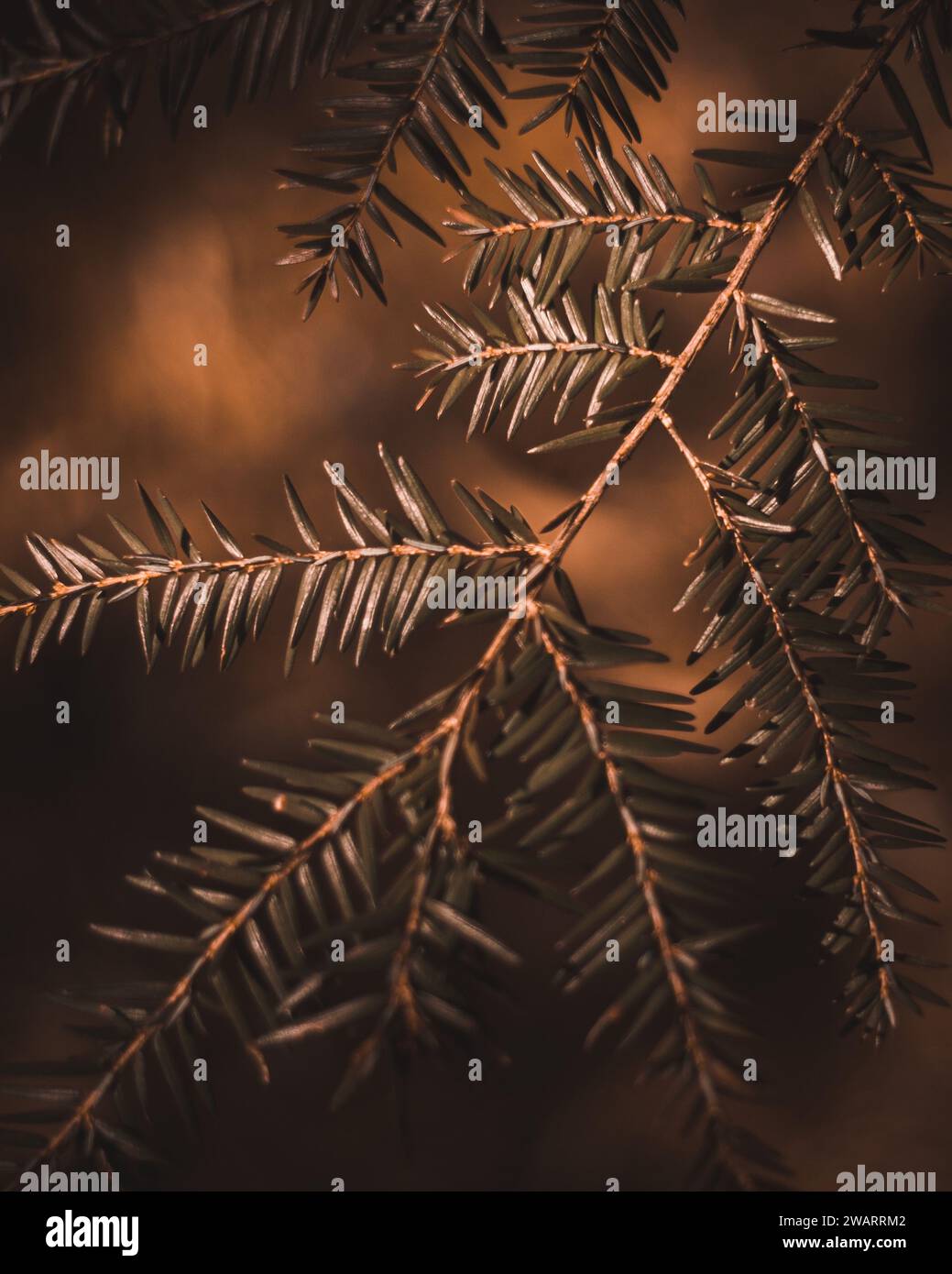 A scenic view of a spruce tree in full bloom with a dark backdrop and ...