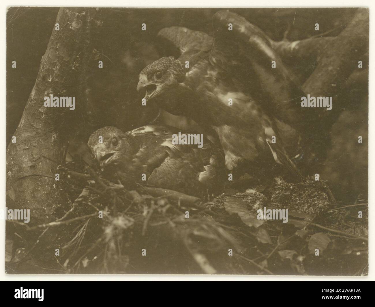 Two young wasp thieves in Park Het Loo in Apeldoorn, 1900 - 1930 ...
