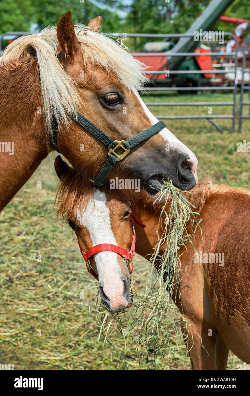 Straw outside hi-res stock photography and images - Alamy