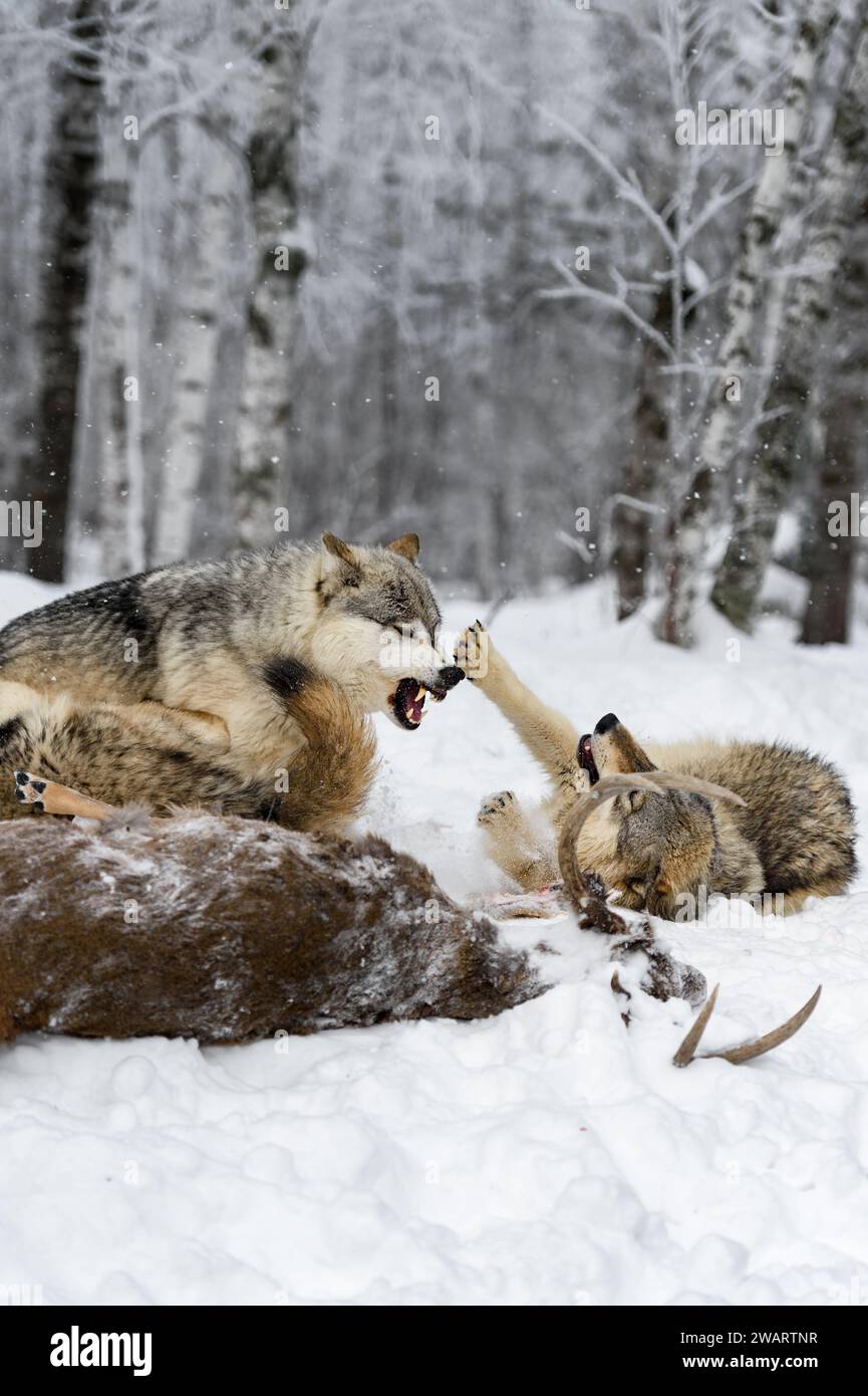 Grey Wolf (Canis lupus) Snap and Leaps at Yearling at Deer Carcass ...
