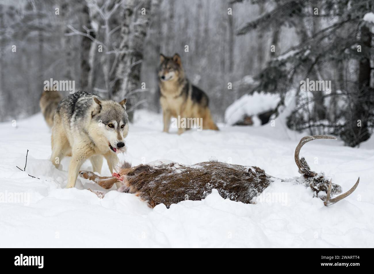 Grey Wolf (Canis lupus) With Tuft of Fur in Mouth at Deer Carcass ...