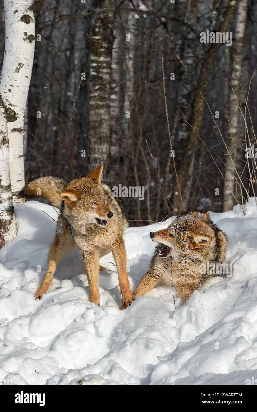 Coyotes (Canis latrans) Posture at Each Other in Birch Woods Winter ...