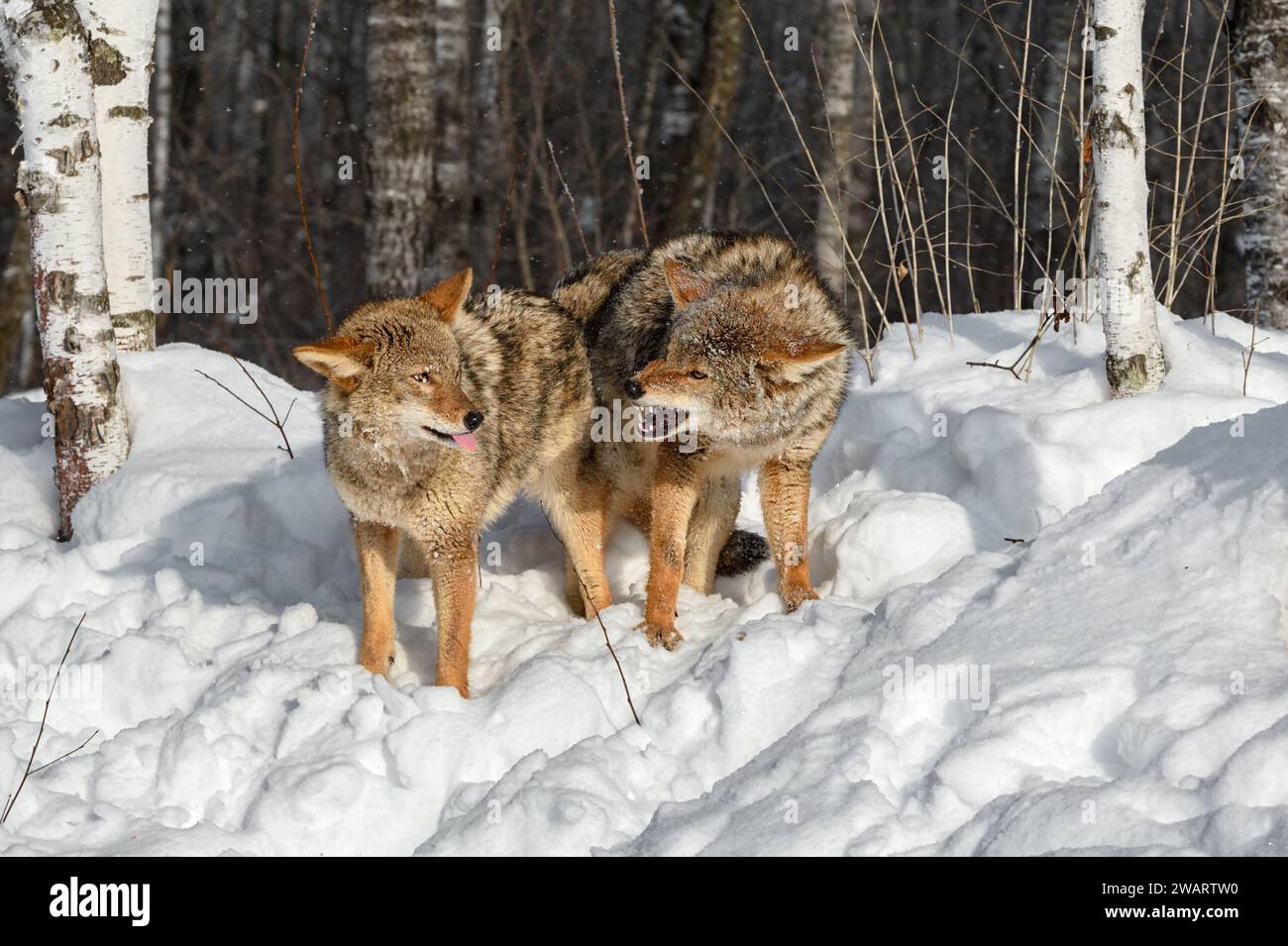Coyote (Canis latrans) Snarls at Second Sticking Out Tongue Winter ...