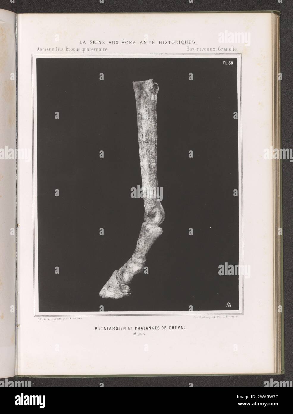 Horse leg skeleton hi-res stock photography and images - Alamy