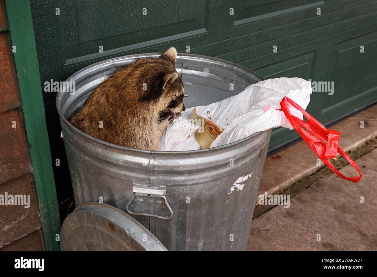 Raccoon (Procyon lotor) Eats Out of Cat Food Can in Garbage Can ...