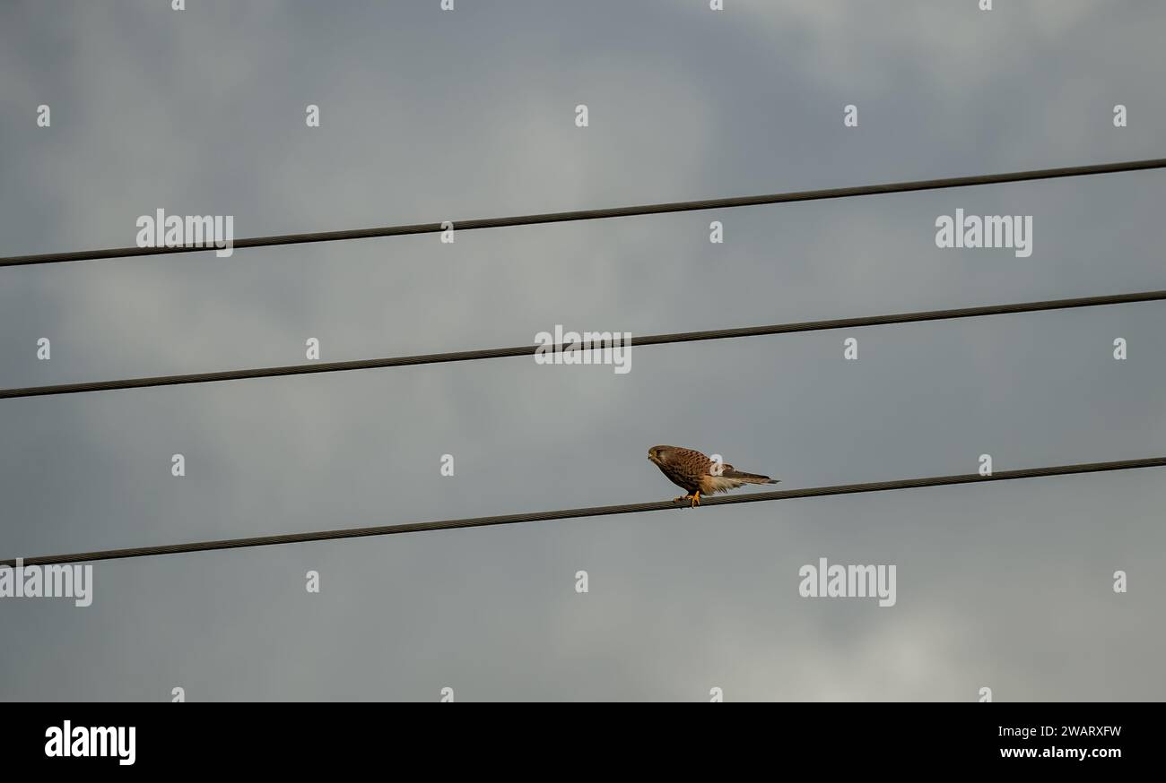 Brown kite bird hi-res stock photography and images - Alamy