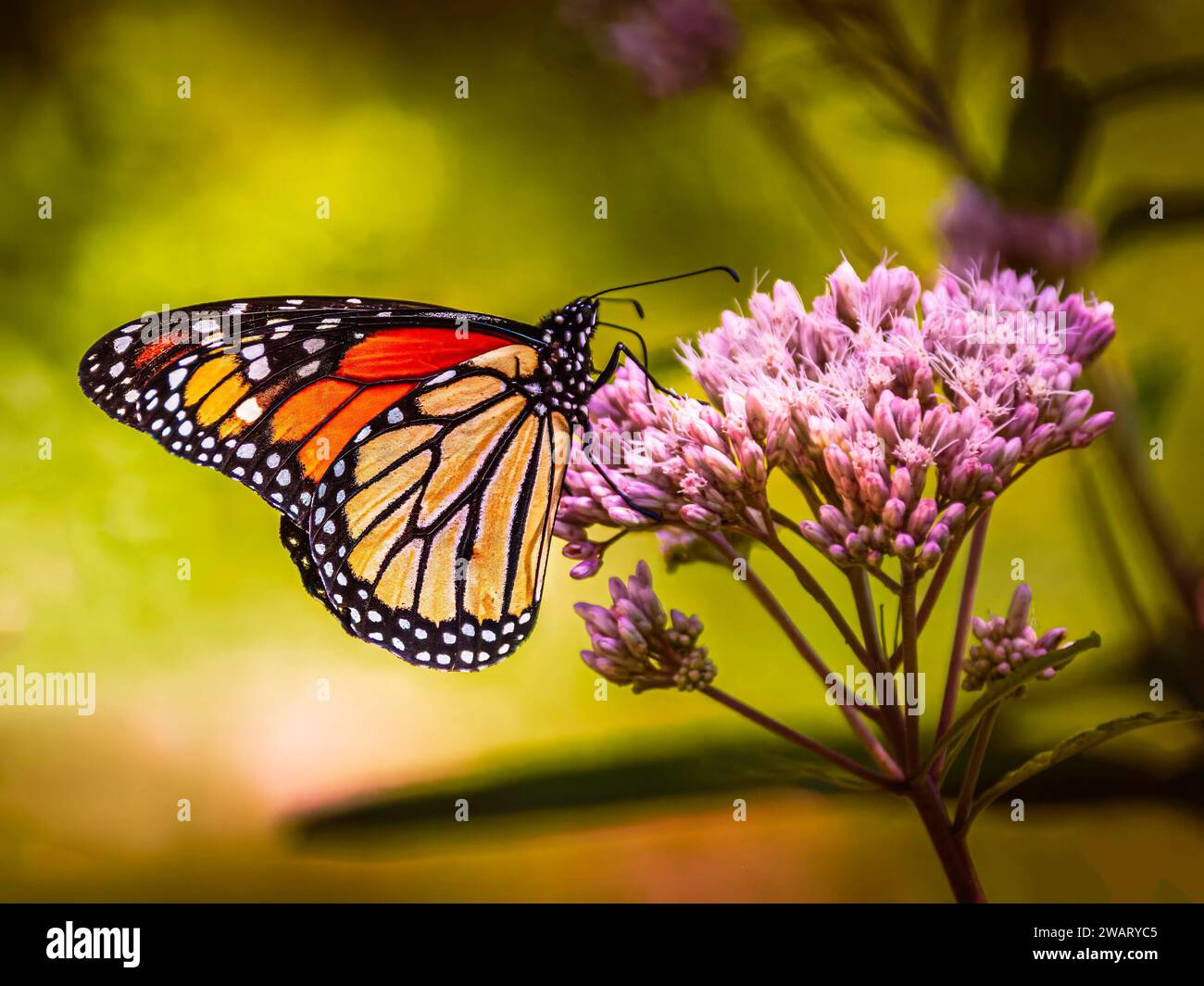 Monarch butterfly feeding on milkweed hi-res stock photography and ...
