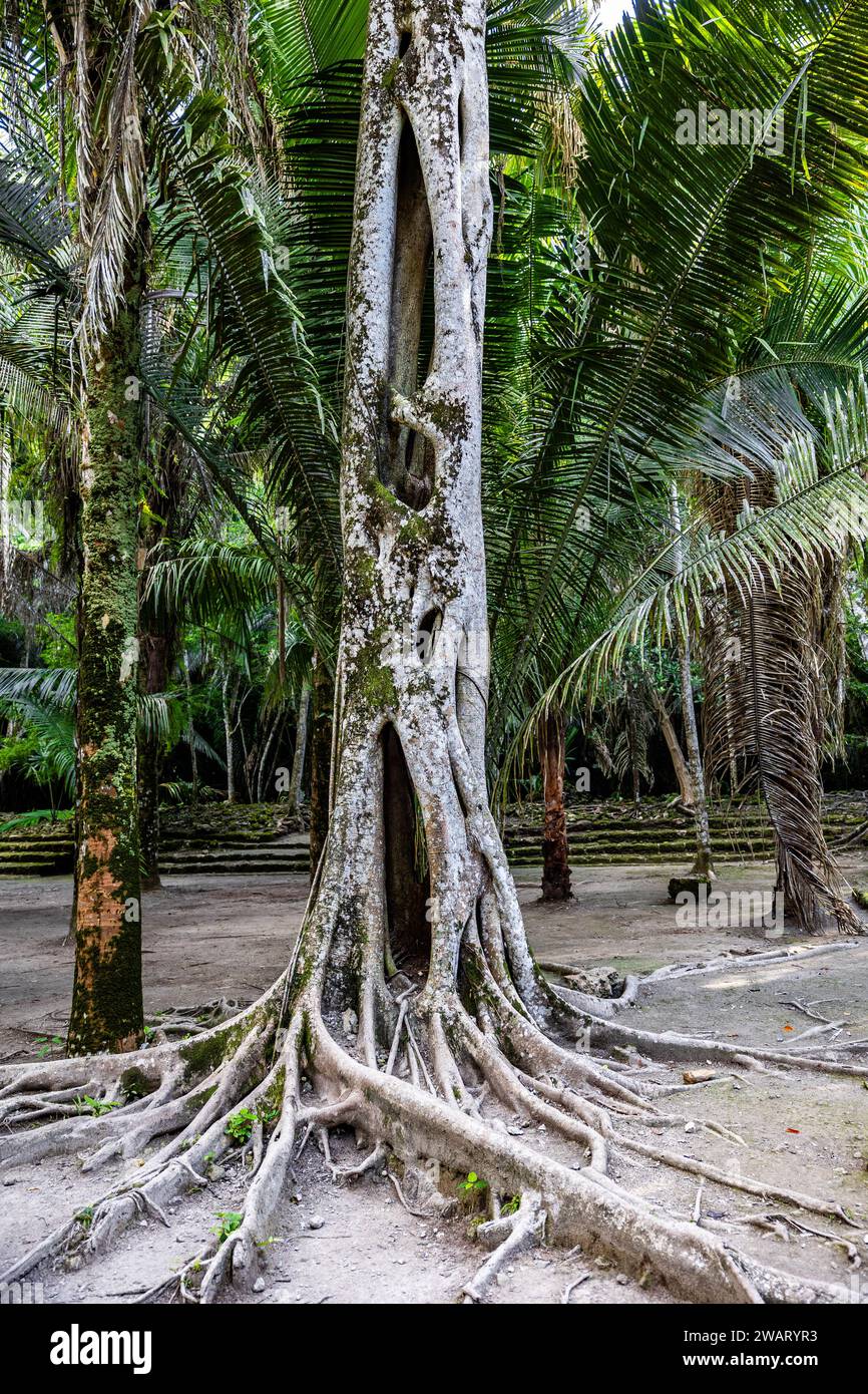 A vertical shot of a tall tree with long roots in a jungle in Cozumel ...