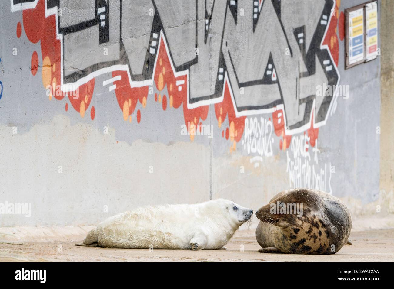 grey seal or gray seal, Halichoerus grypus, adult female suckling ...