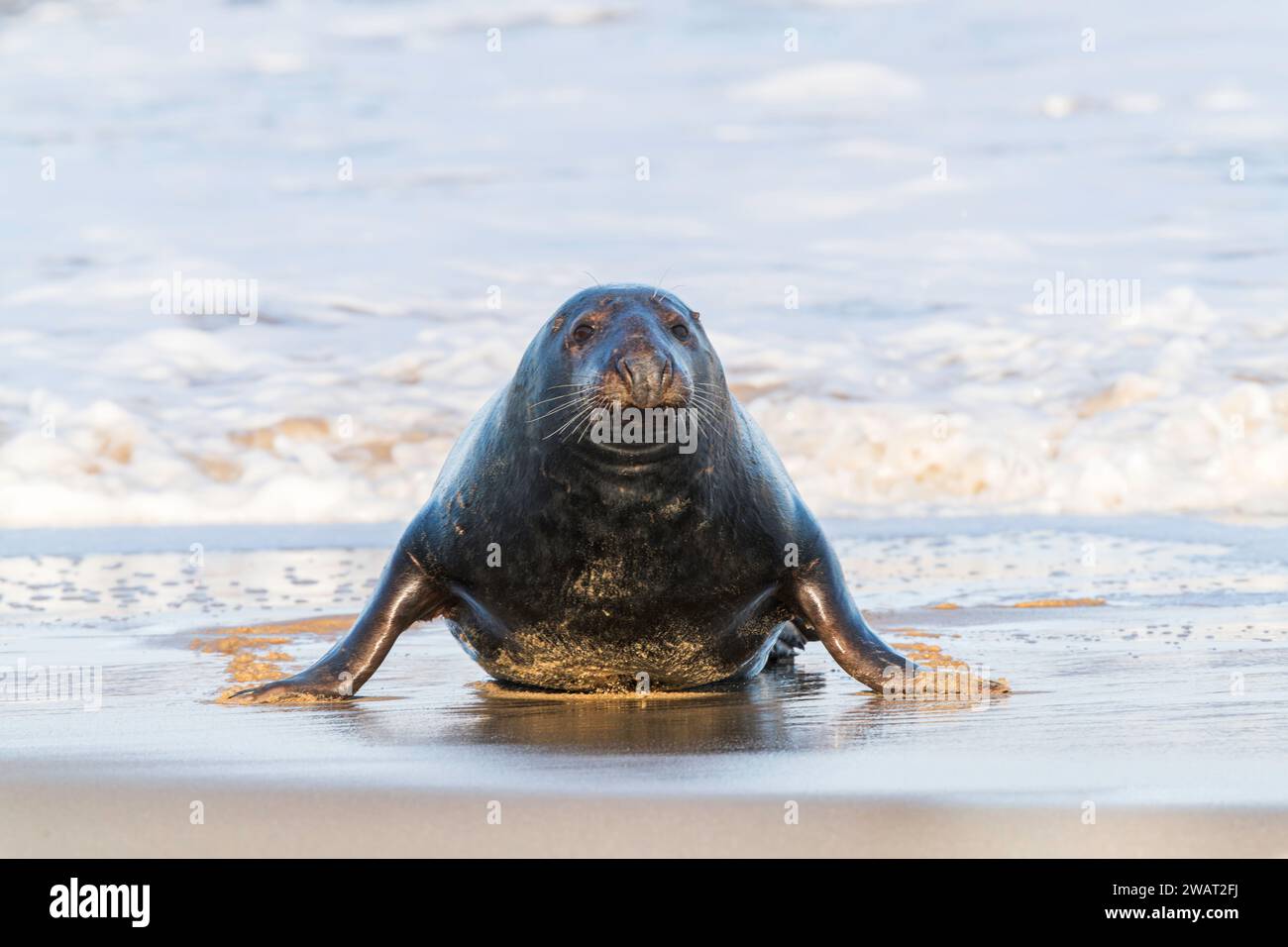 grey seal or gray seal, Halichoerus grypus, single adult bull animal ...