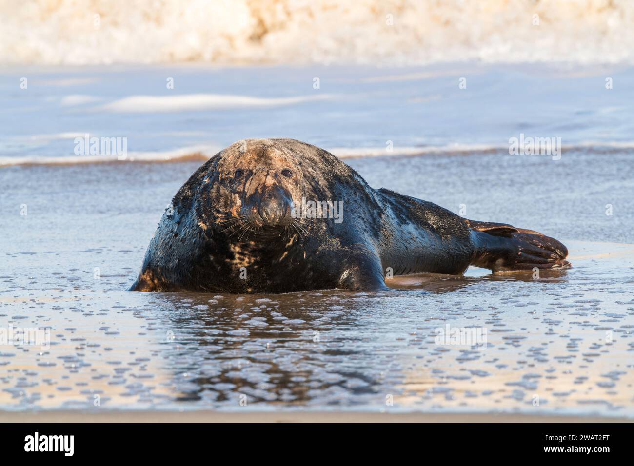 grey seal or gray seal, Halichoerus grypus, single adult bull animal ...