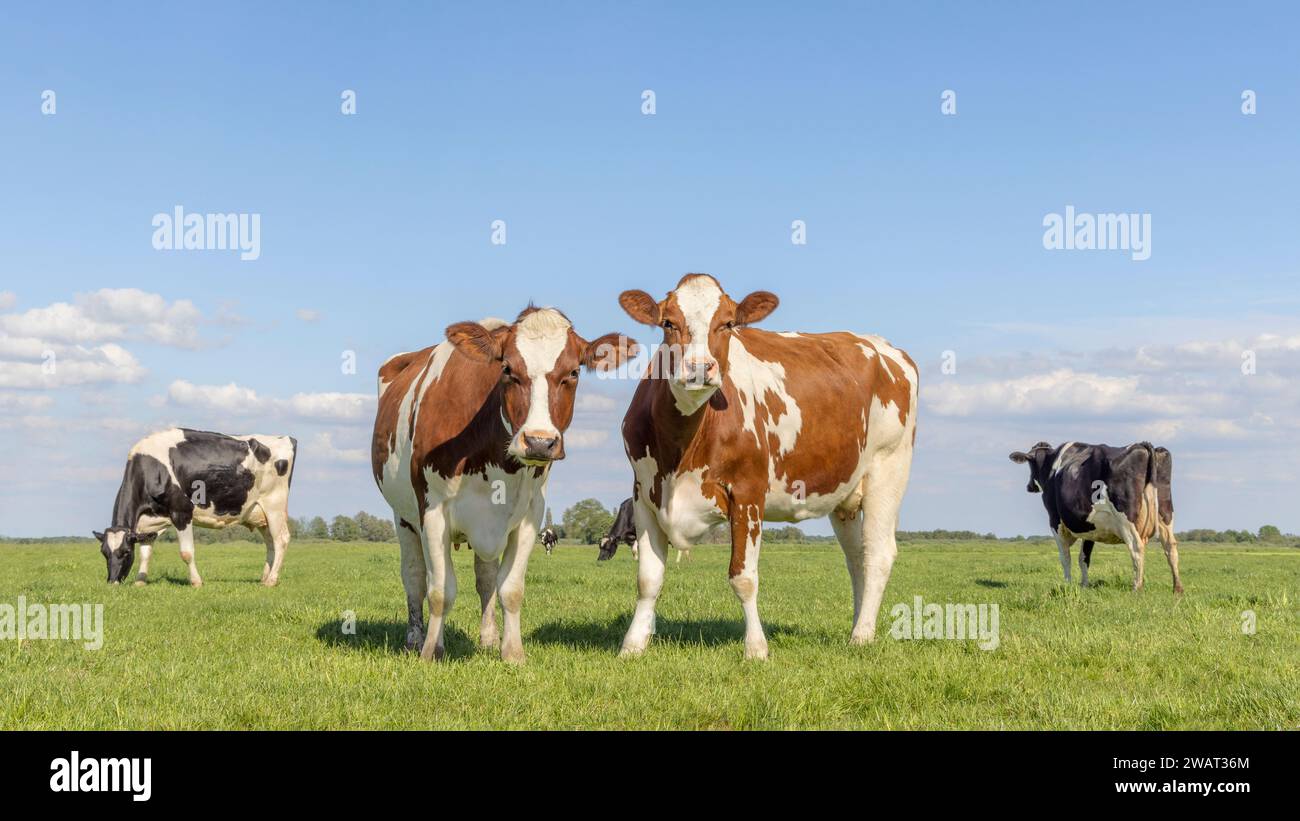 2 happy cows, couple looking curious red and white, in a green field ...