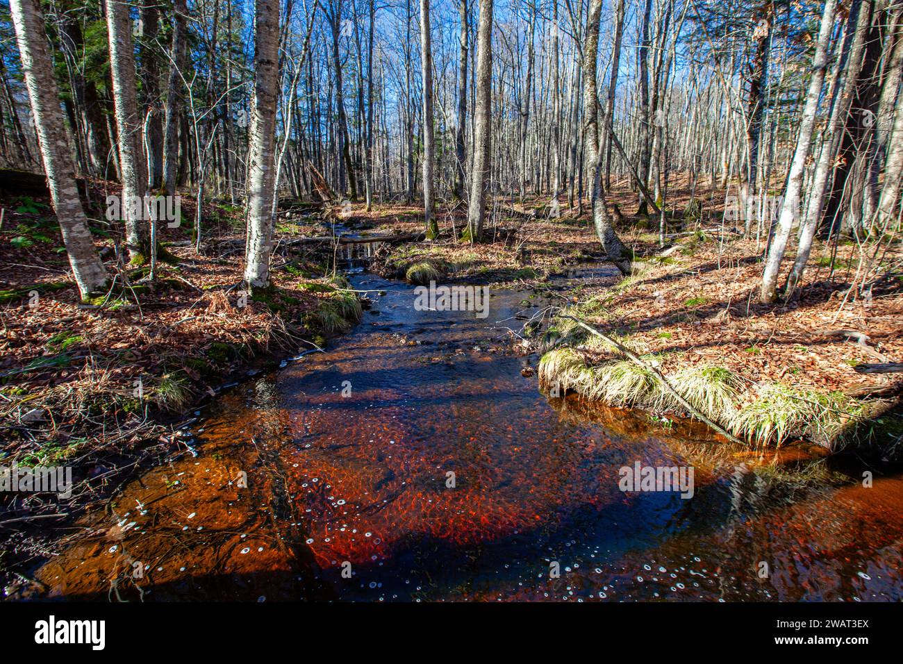 Wisconsin forest with a stream running through it in November ...