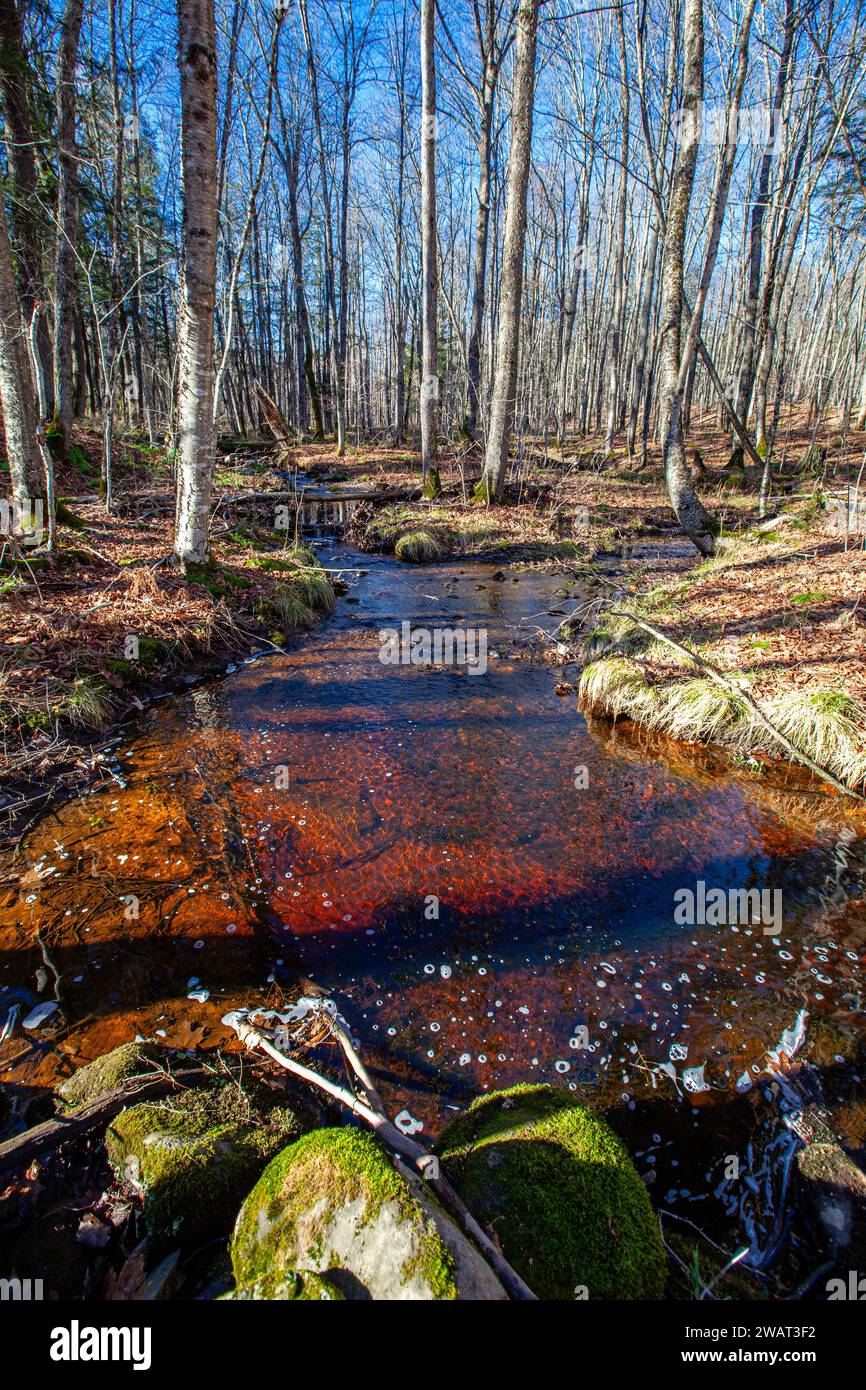 Wisconsin forest with a stream running through it in November, vertical ...