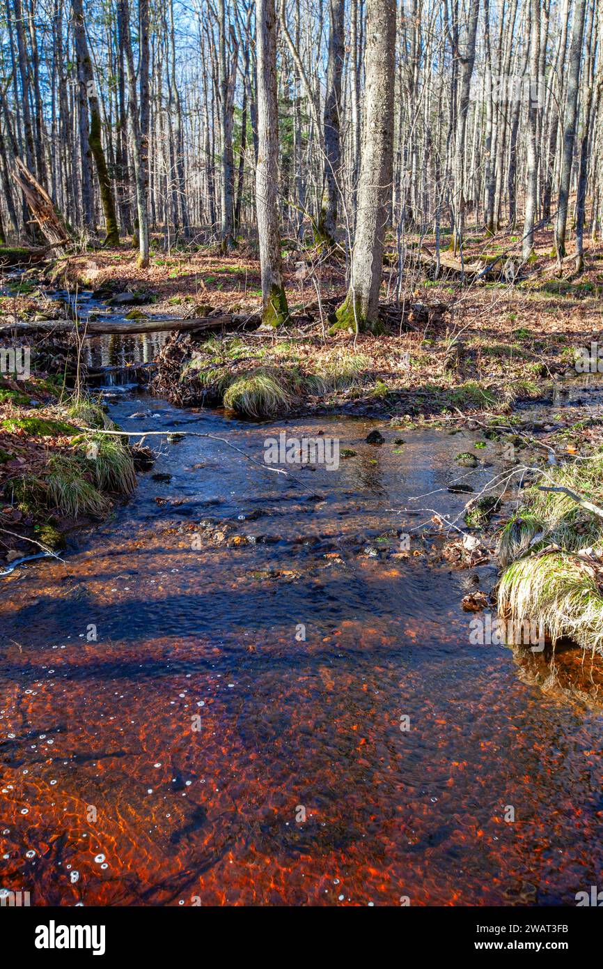 Wisconsin forest with a stream running through it in November, vertical ...