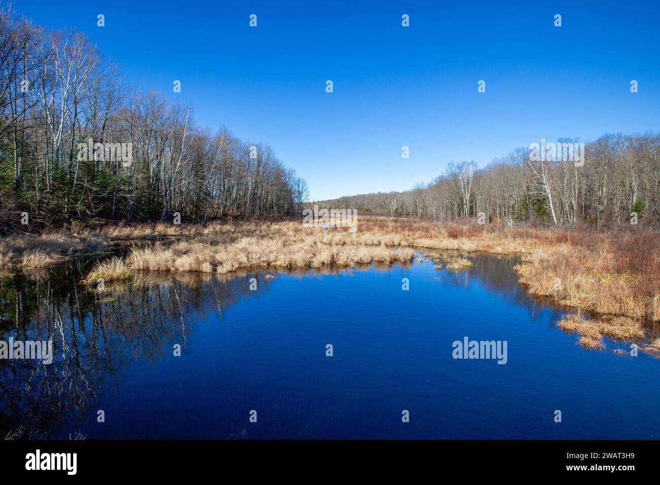 Wisconsin forest with a stream running through it in November ...