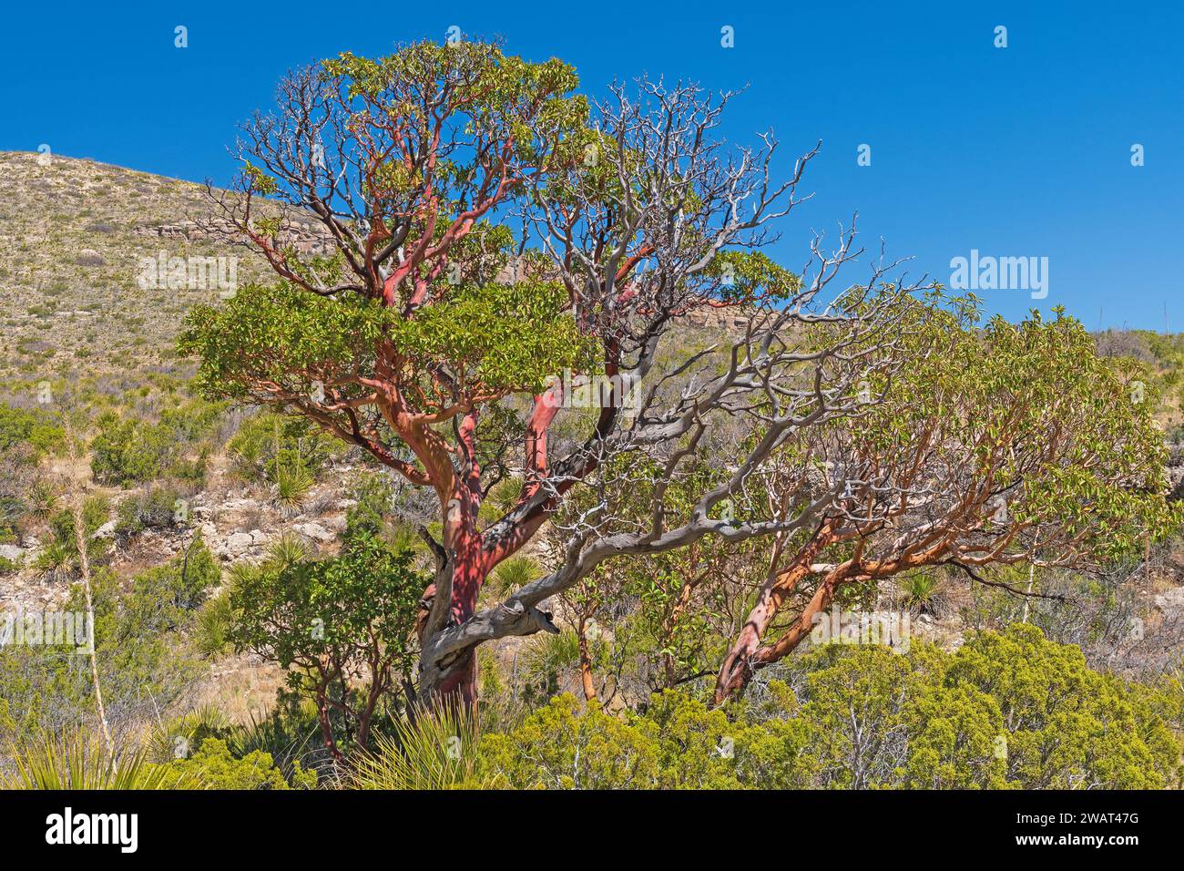 Madrone tree hi-res stock photography and images - Alamy