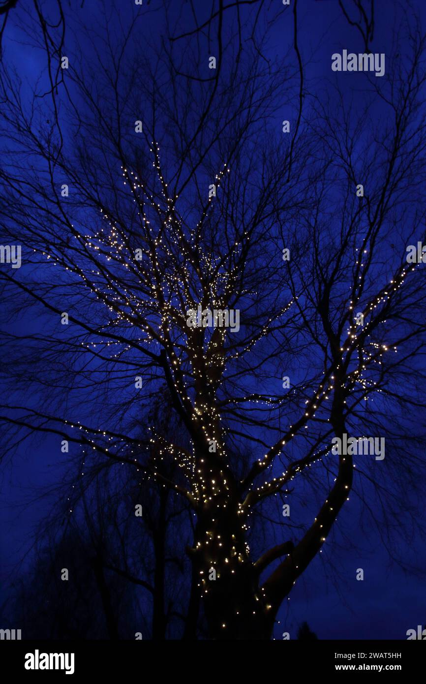 Lights wrapped around tree trunks and branches in Oaklands Park ...