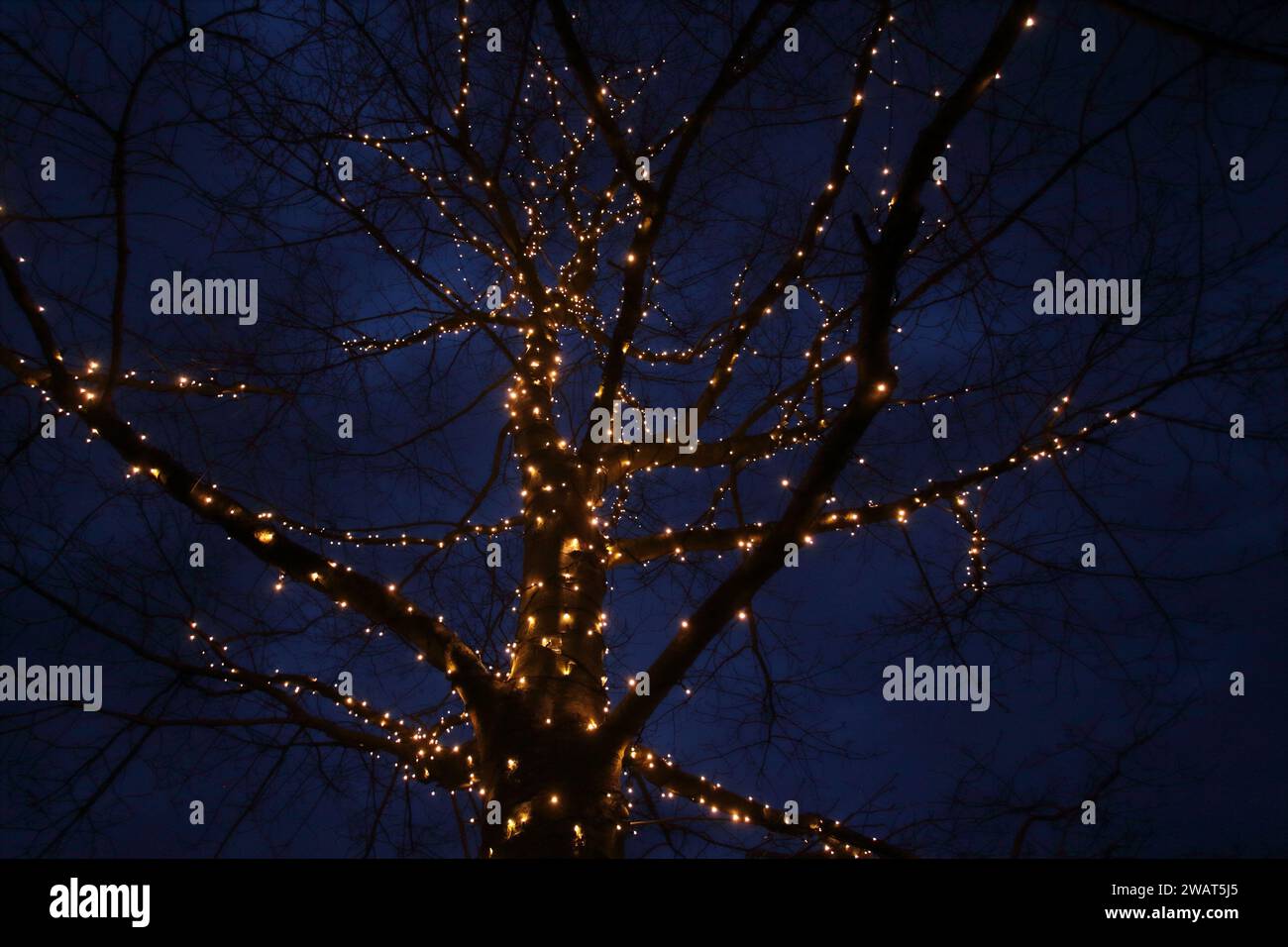 Lights wrapped around tree trunks and branches in Oaklands Park ...