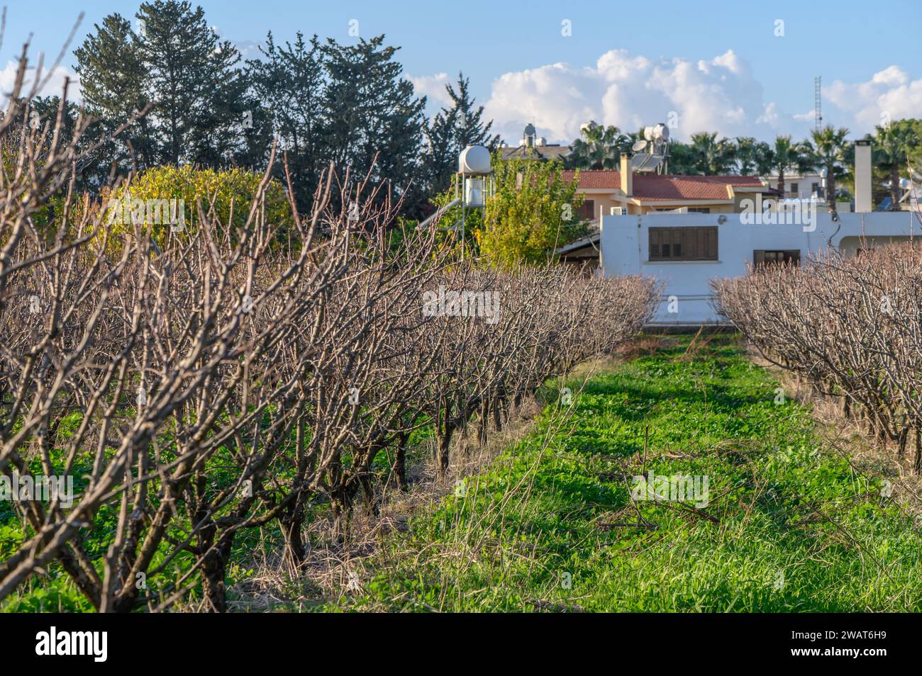 garden with mango trees in winter without leaves in Cyprus 2 Stock ...