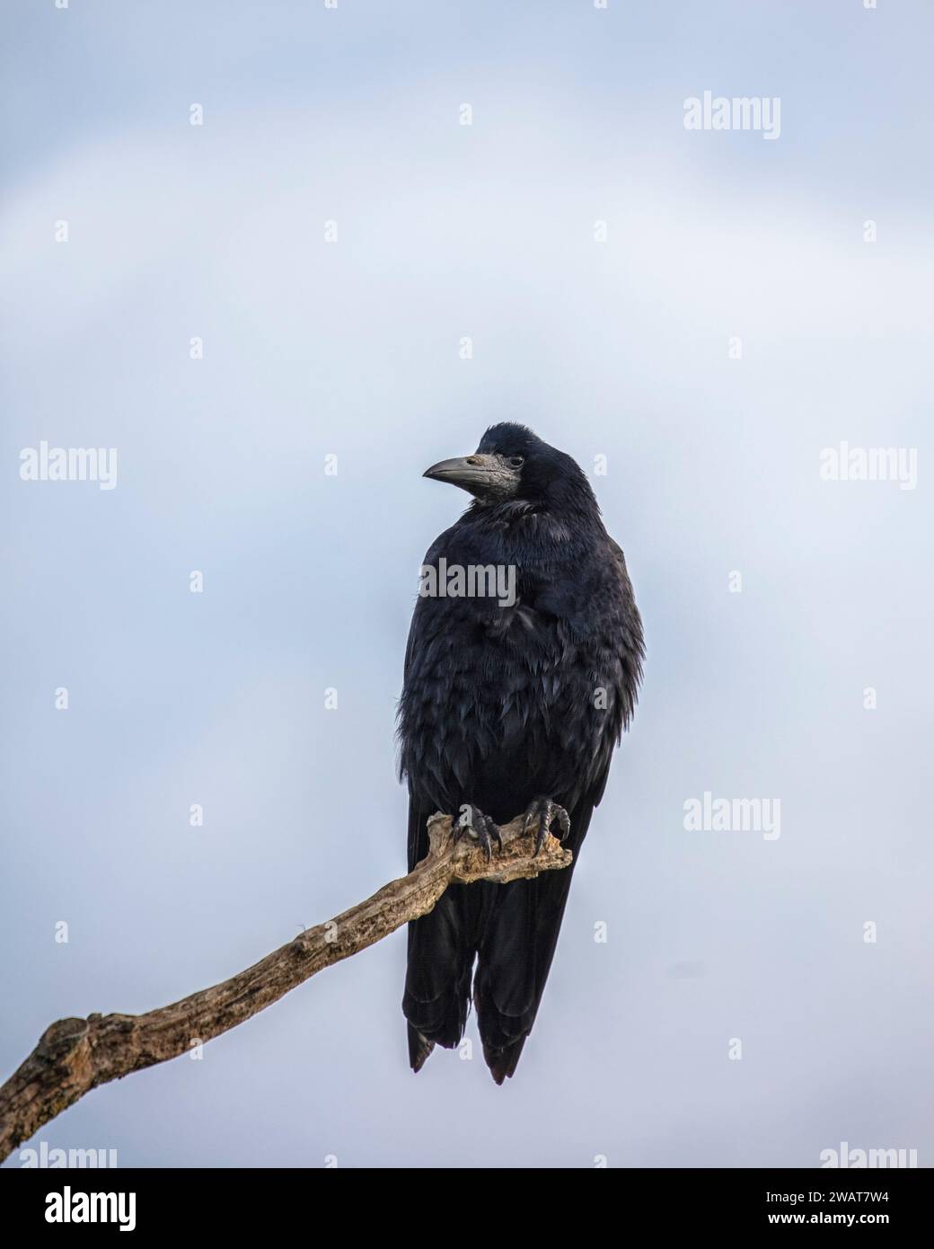 Rook (Corvus Frugilegus Stock Photo - Alamy