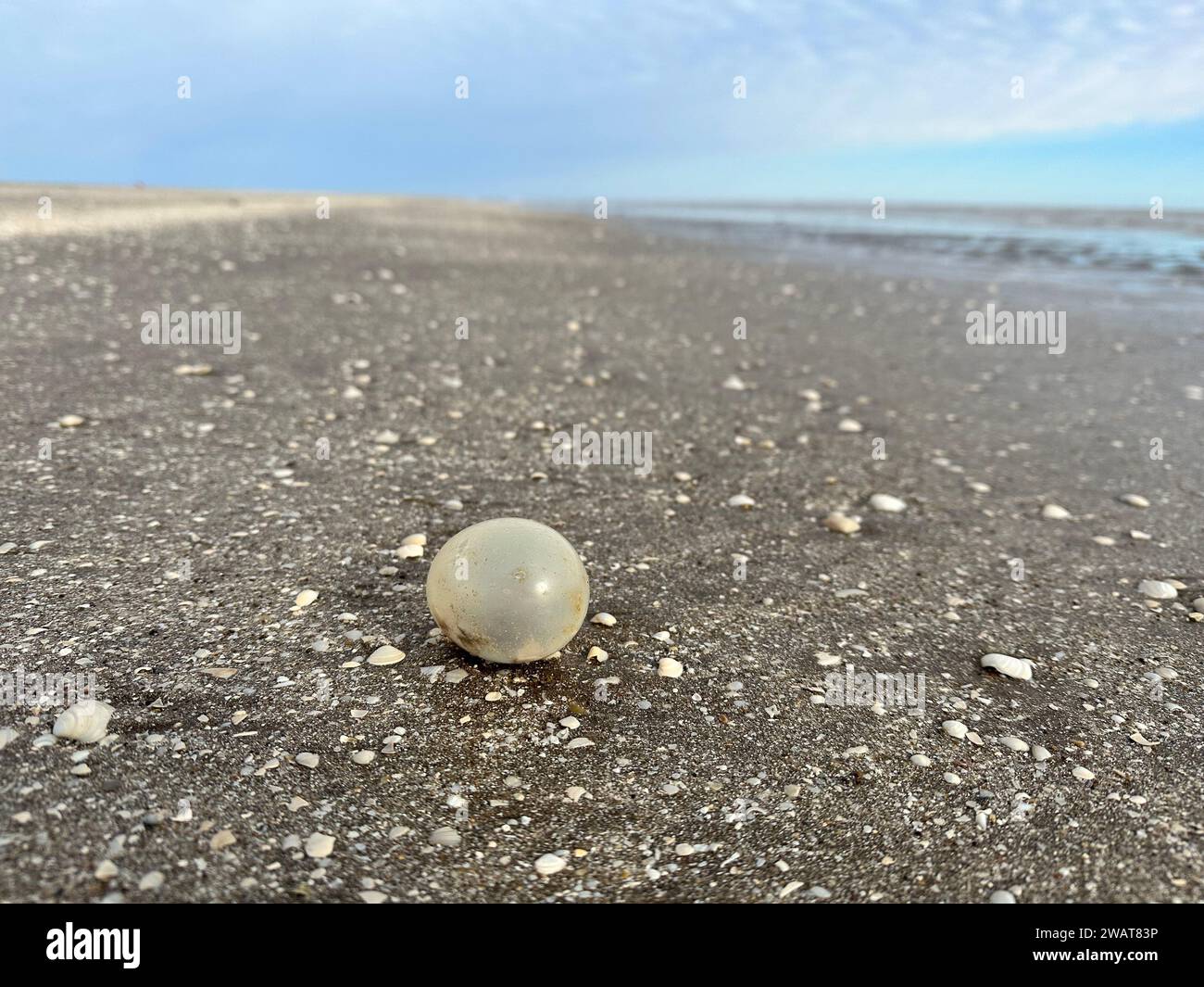 Eggs of giant gastropod on the beach in Argentina coast. Eggs with ...