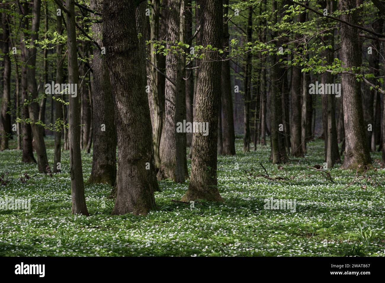 Landscape in forest spring flowering hi-res stock photography and ...