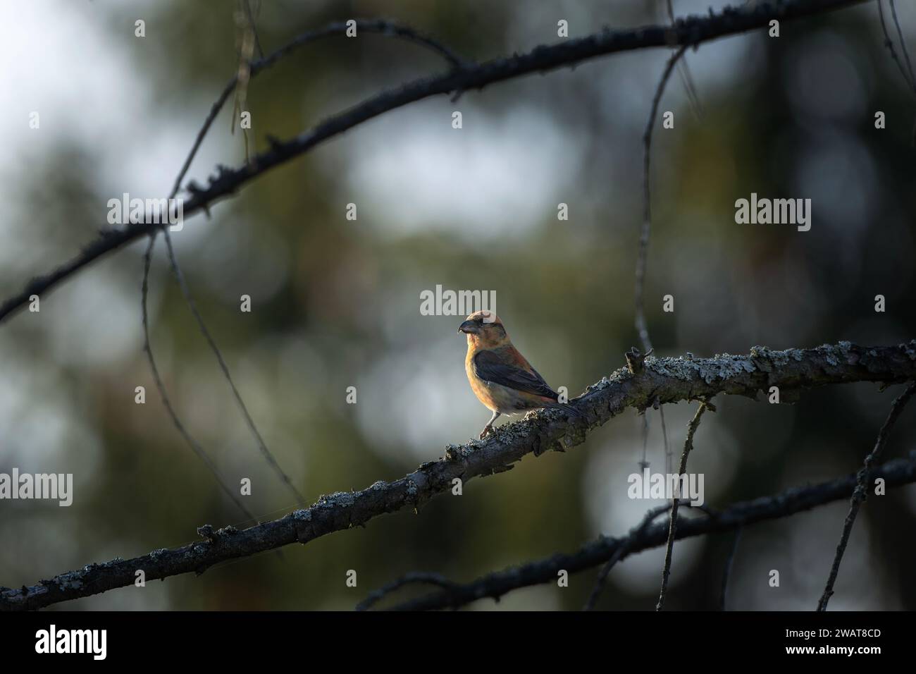 Loxia curvirostra nest hi-res stock photography and images - Alamy
