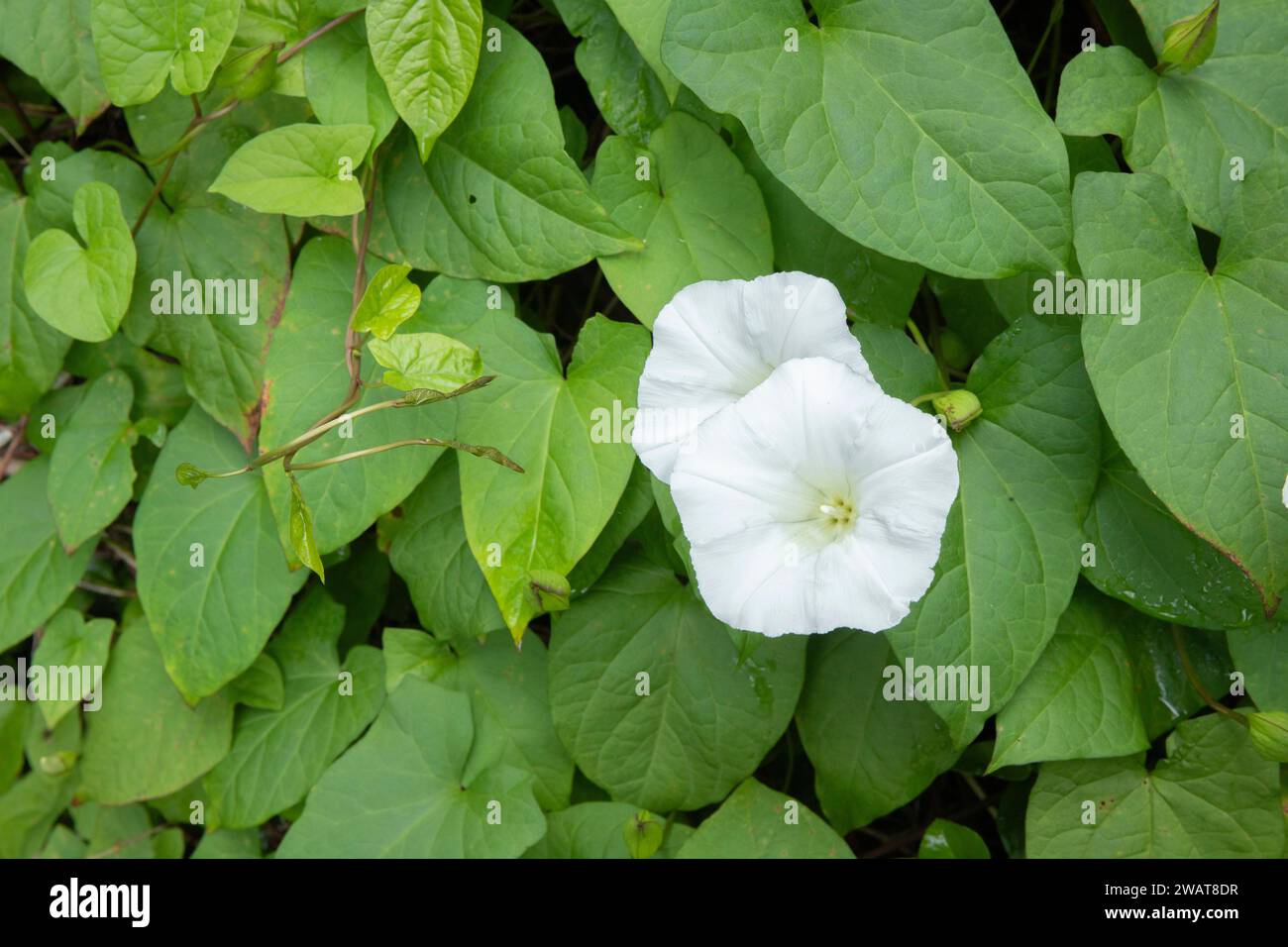 Great bindweed (Calystegia sylvatica Stock Photo - Alamy
