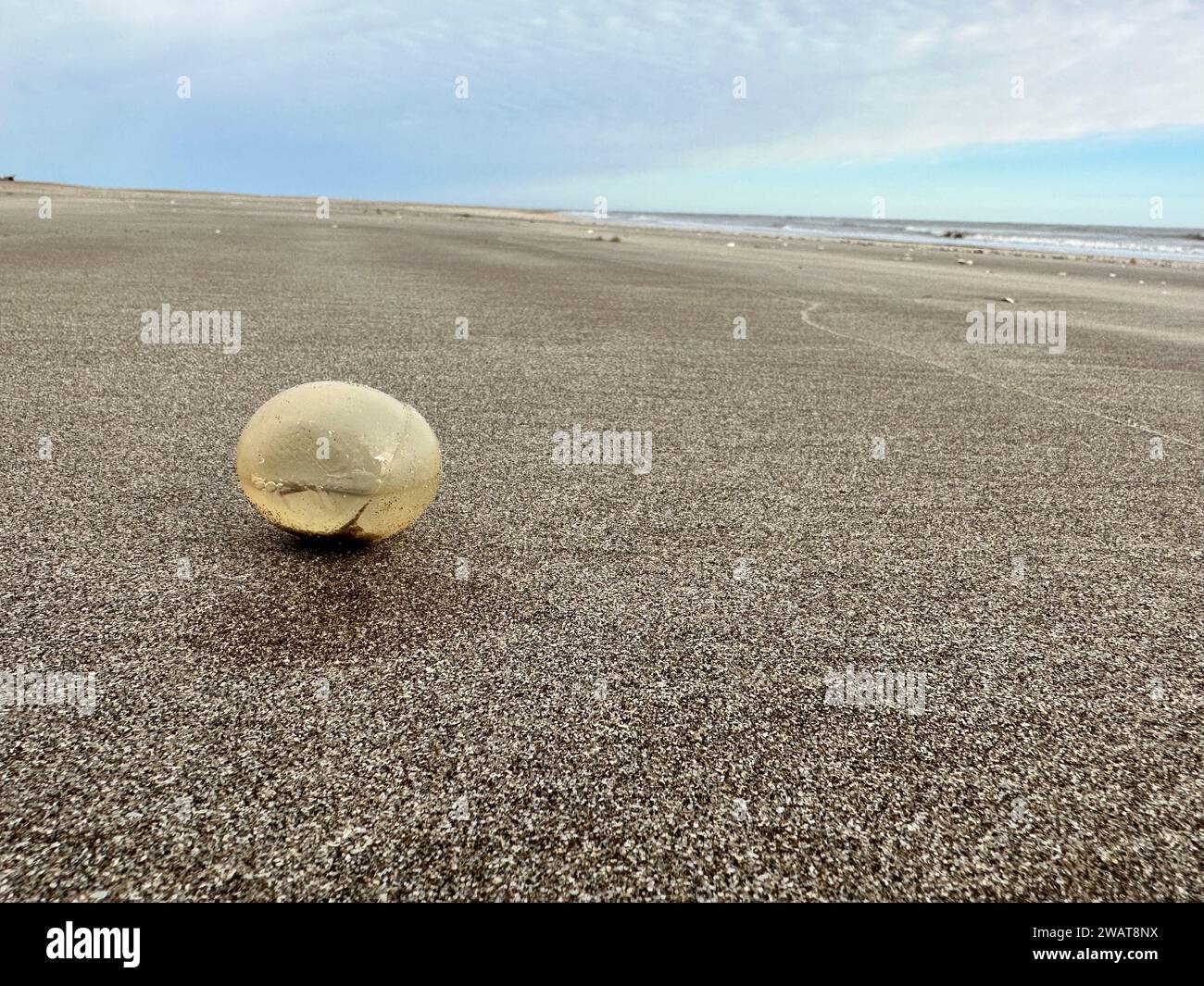 Eggs of giant gastropod on the beach in Argentina coast. Eggs with ...