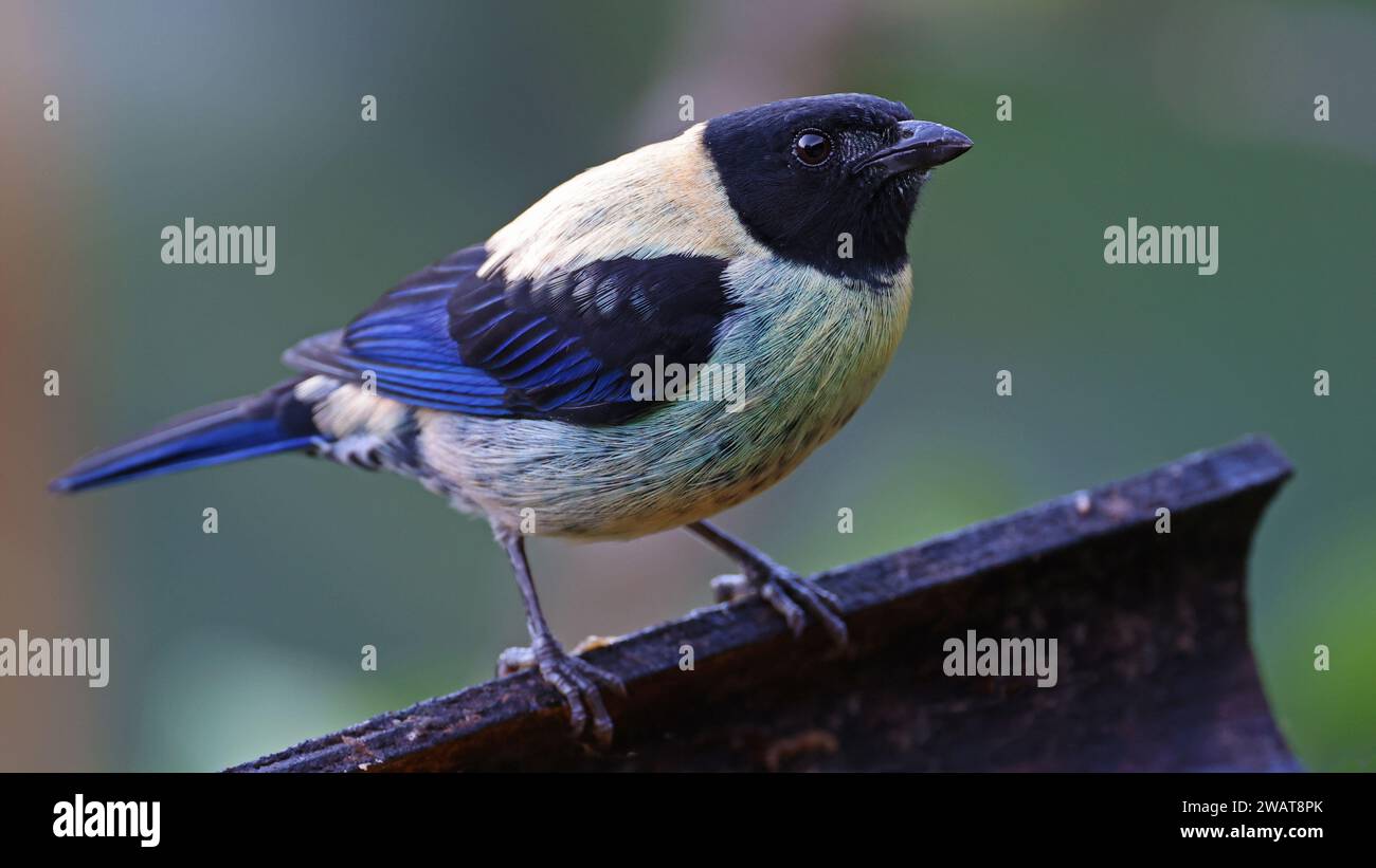 Black-headed tanager, endemic bird of Colombia Stock Photo - Alamy
