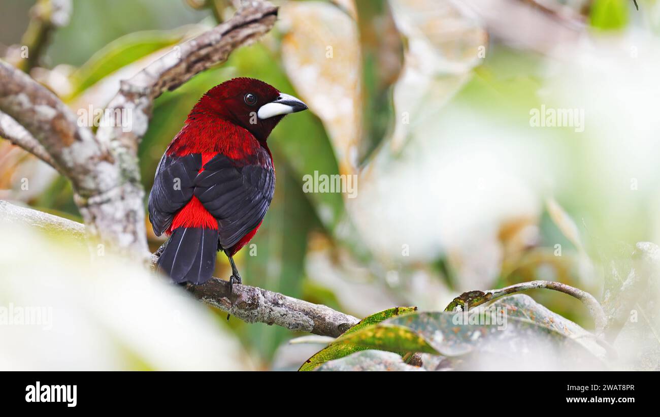 Crimson-backed tanager, tropical bird of Colombia Stock Photo - Alamy