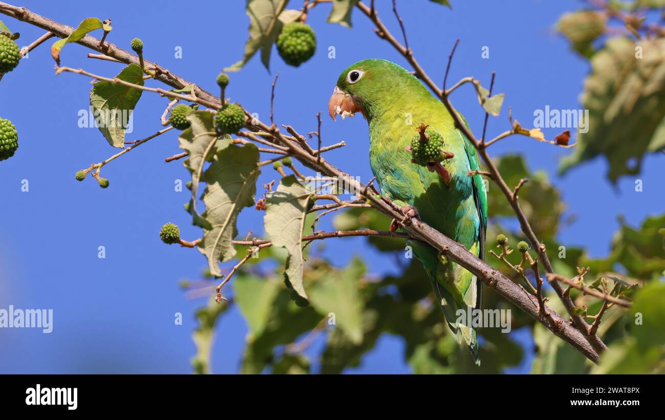 Neotropical parakeet hi-res stock photography and images - Alamy
