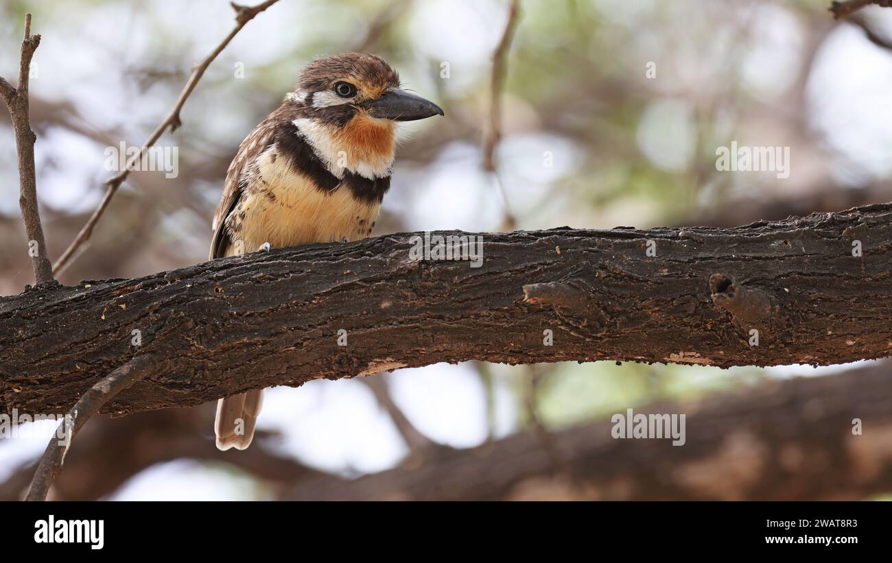 Russet-throated puffbird, tropical bird of Colombia Stock Photo - Alamy