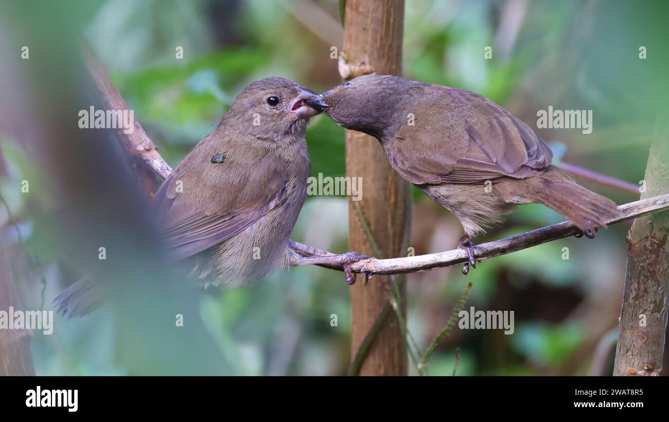 Sooty grassquit hi-res stock photography and images - Alamy