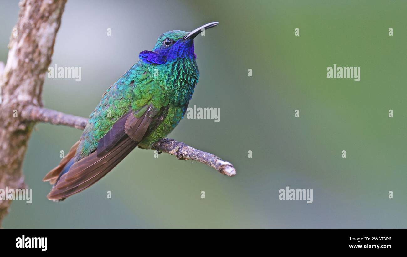 Sparkling violetear in display, hummingbird of Colombia Stock Photo - Alamy