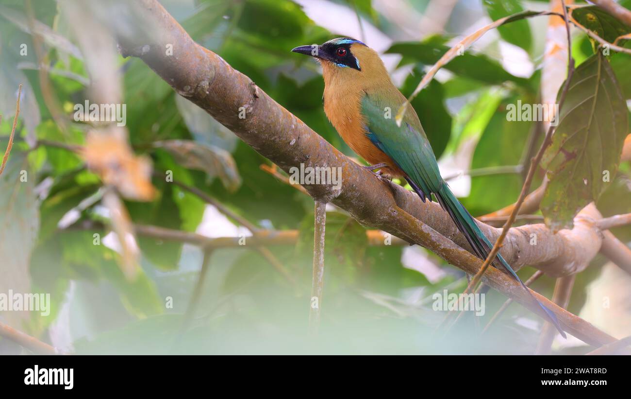 Whooping motmot, tropical bird of Colombia Stock Photo - Alamy