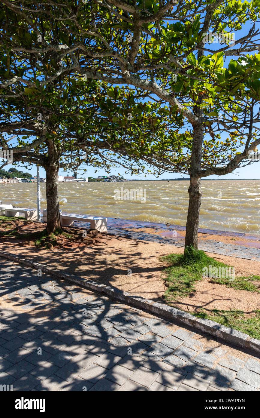 Tree on the coast of Imarui lake, Laguna, Santa Catarina, Brazil Stock ...