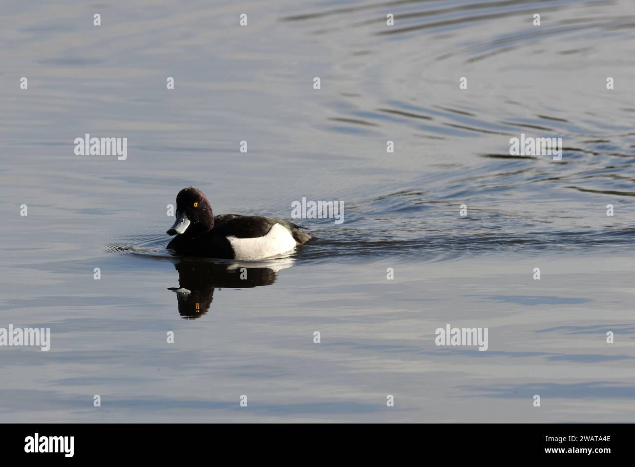 Black tufted duck hi-res stock photography and images - Alamy