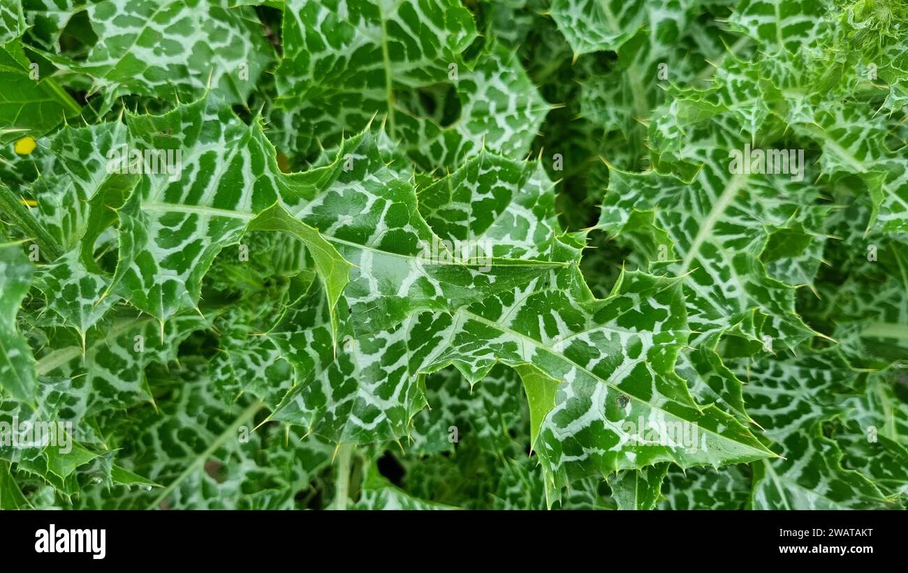 Featuring deep green leaves hi-res stock photography and images - Alamy