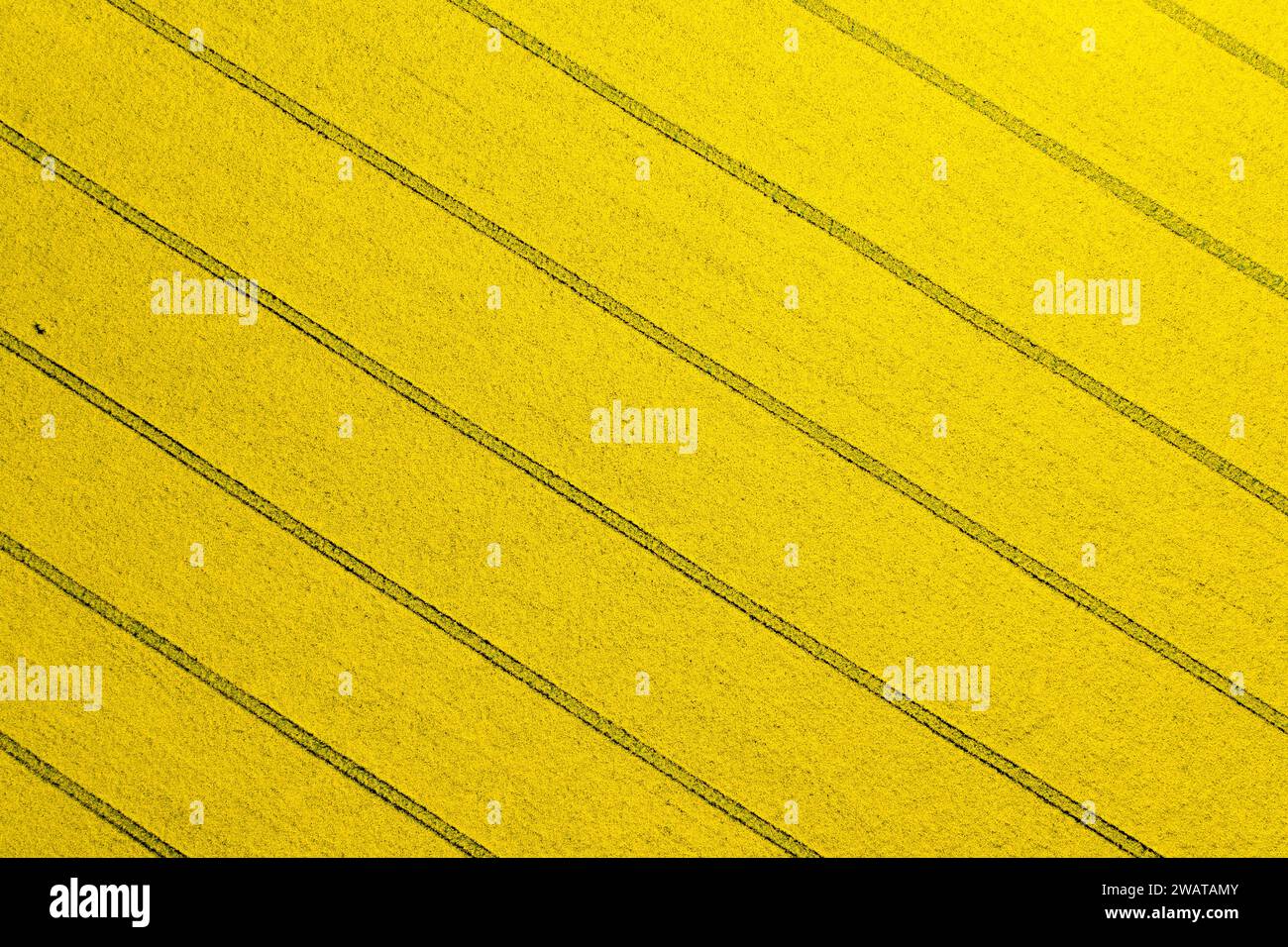 Rapeseed field aerial view hi-res stock photography and images - Alamy