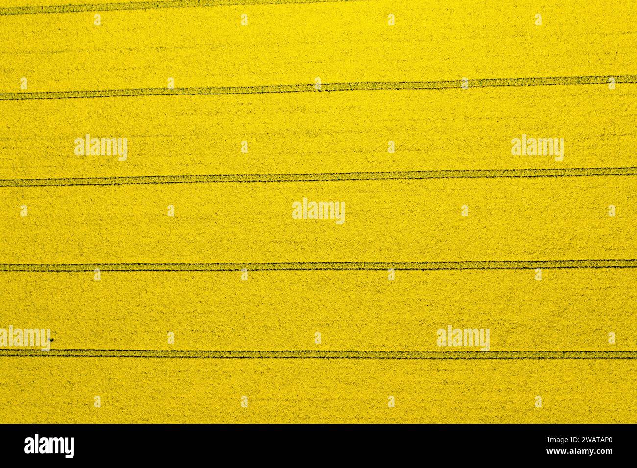 Rapeseed field aerial view hi-res stock photography and images - Alamy