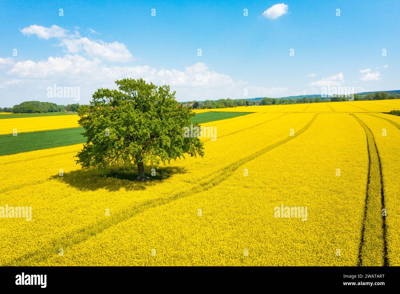 Aerial shot yellow rapeseed field hi-res stock photography and images - Alamy